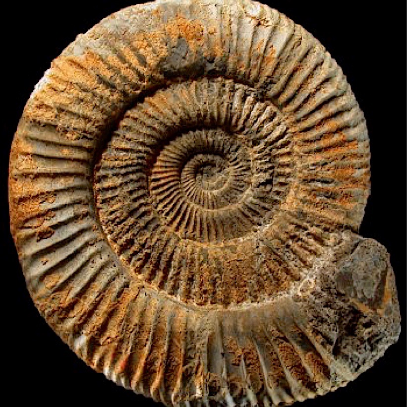 Fossiles | malakos.ca